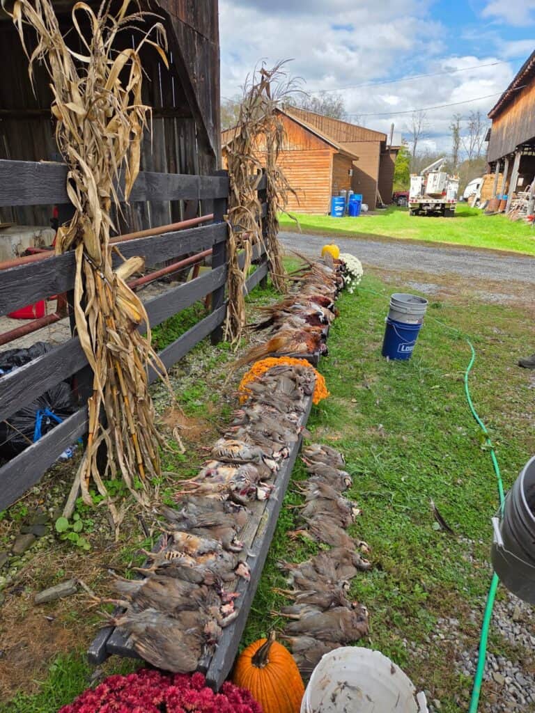 Pheasant Hunting in Pennsylvania: A Day to Remember - Hunter Nation